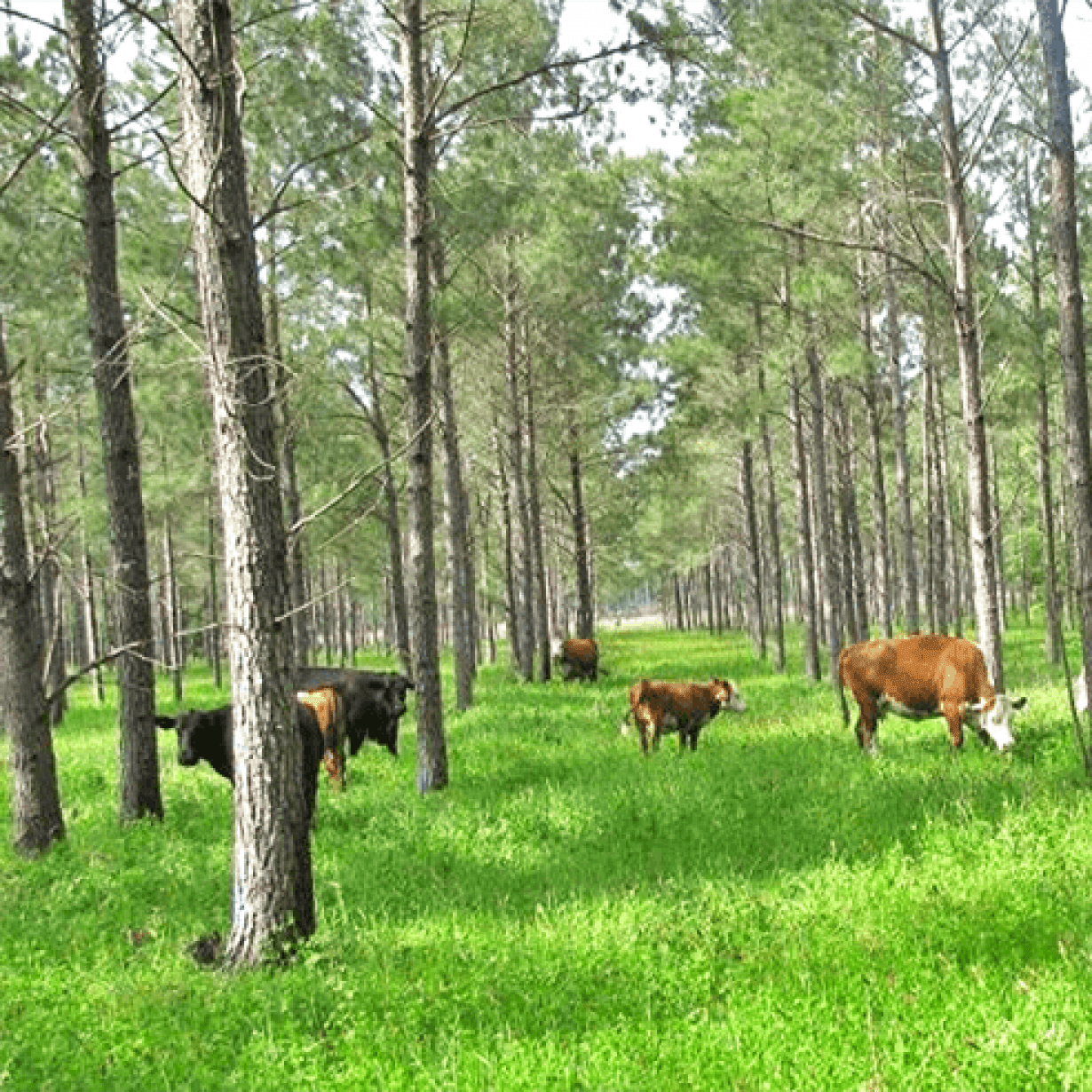 Pine Tree Farm Wagyu – We provide the highest quality American Wagyu ...